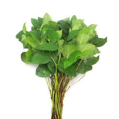 Product Gallery - Shawlake Farms